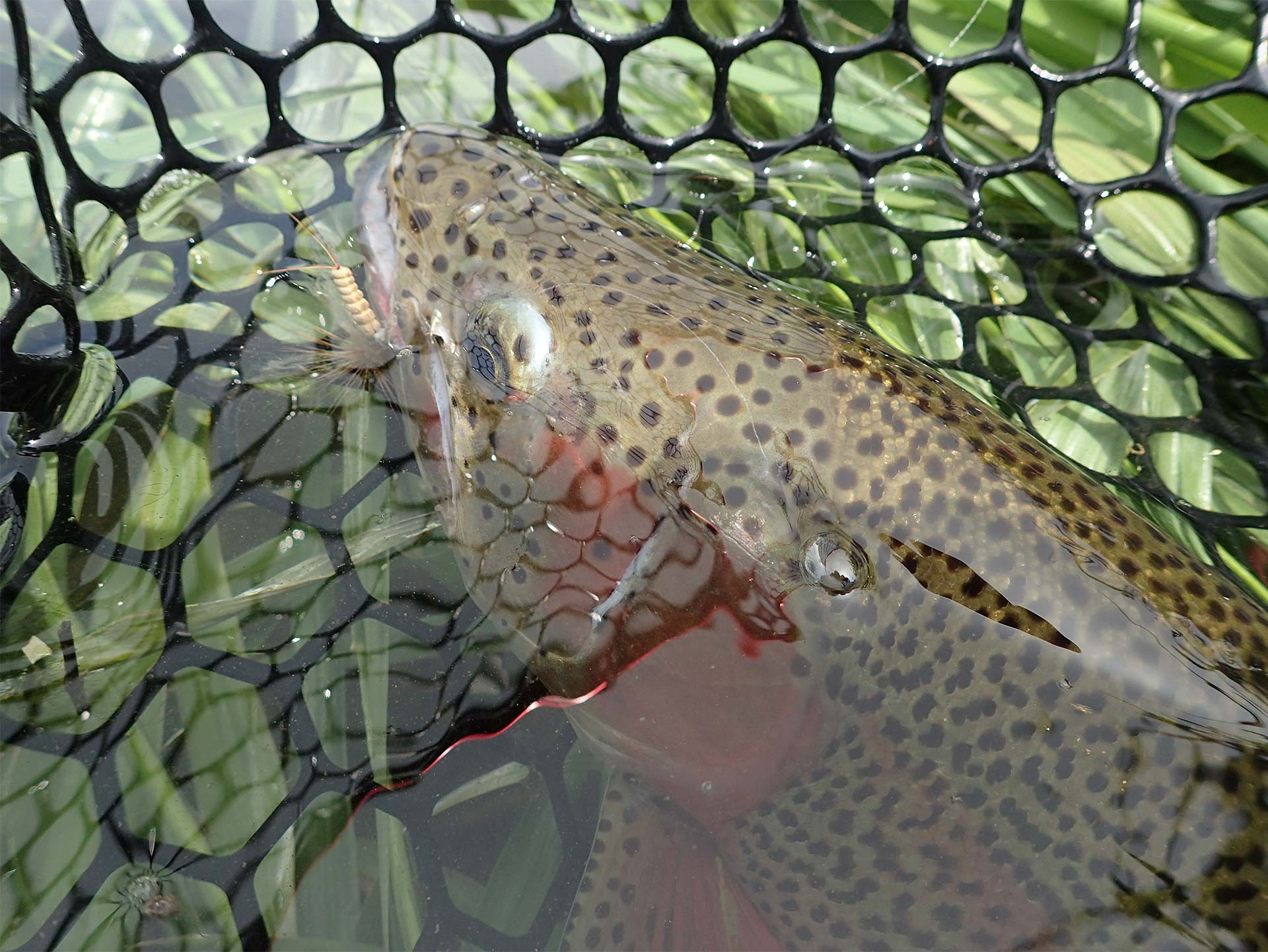 Schlaufendoktor Fliegenfischen Training Kurse